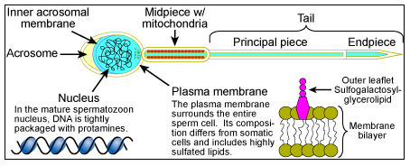 Archived | DNA Extraction and Quantitation for Forensic Analysts | Denaturation and Hydrolysis ...